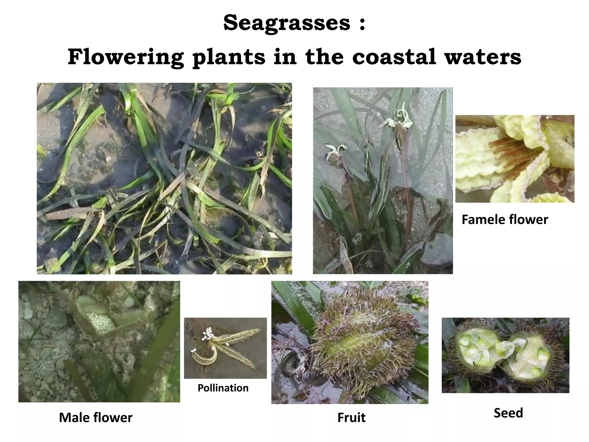 Seagrass and Carbon Studies in Indonesian Waters | PDF