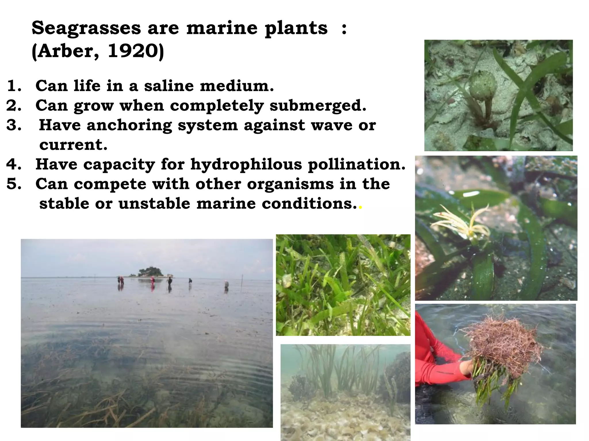 Seagrass and Carbon Studies in Indonesian Waters | PDF
