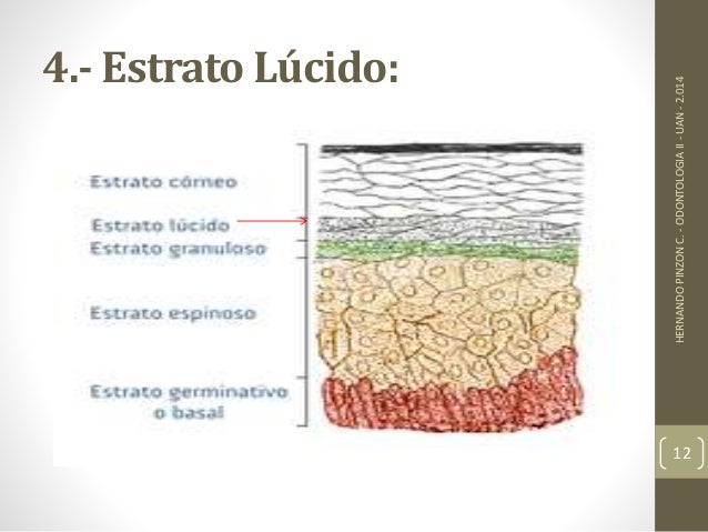 Exp. sistema tegumentario