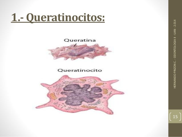 Exp. sistema tegumentario