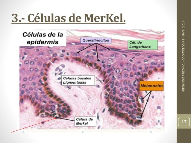 Exp. sistema tegumentario