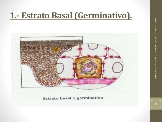 Exp. sistema tegumentario