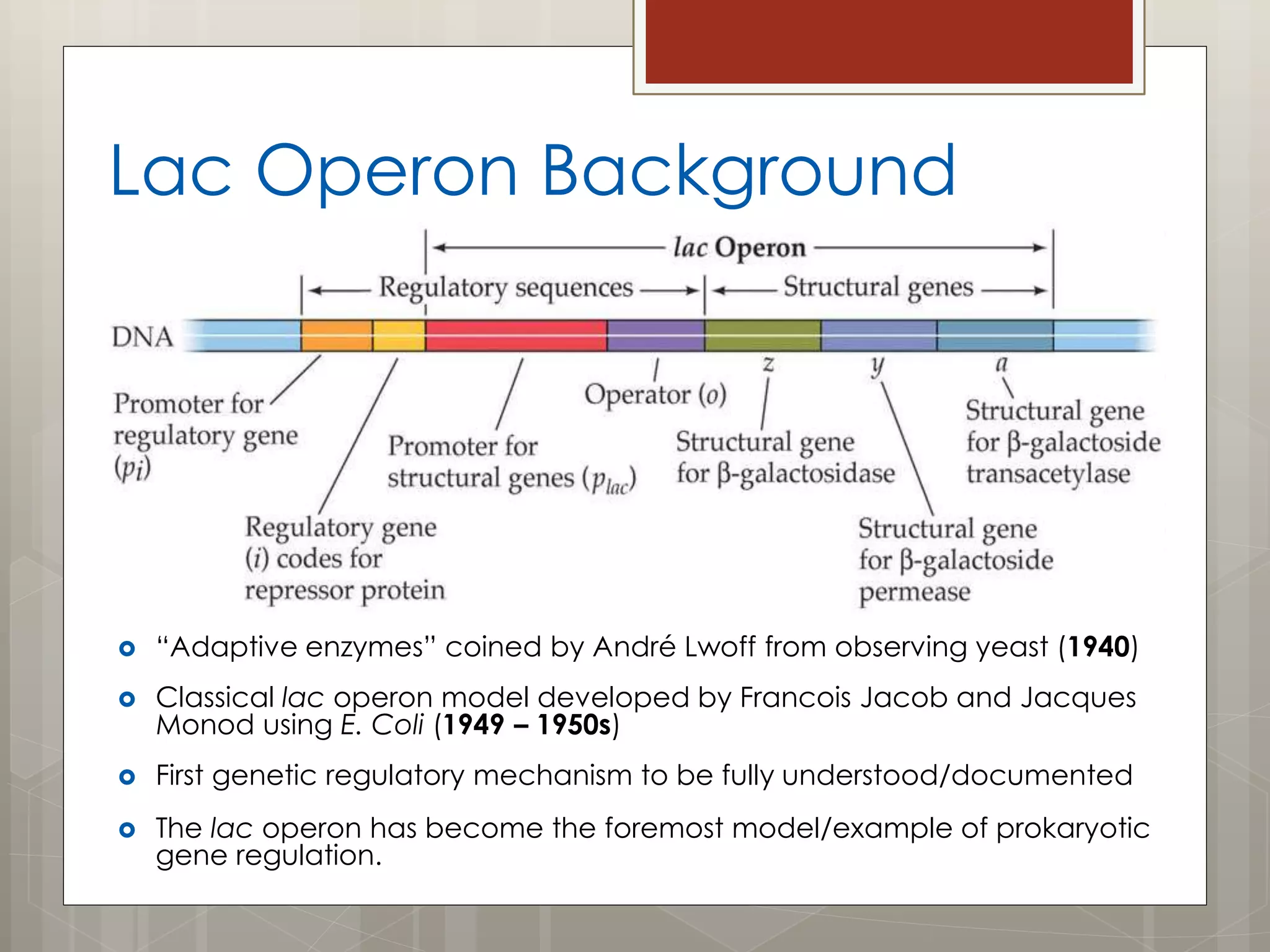 2D System of Lac Operon Dynamics | PPSX
