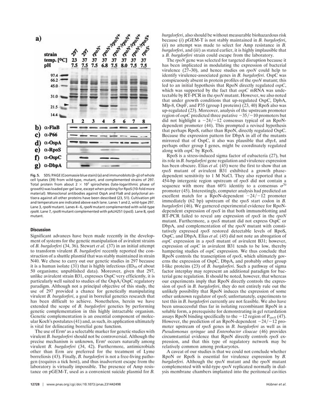 OspC PNAS | PDF | Biological Sciences | Science