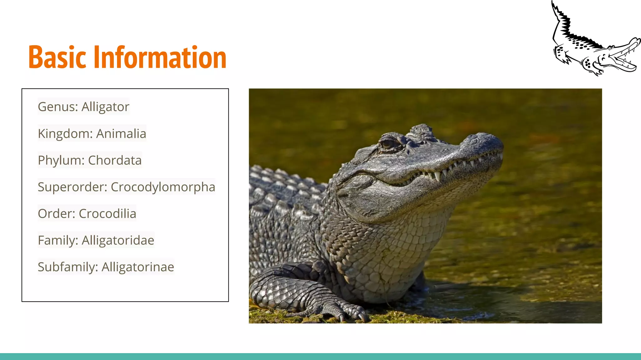 Alligator adaptations | PDF