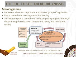 ENEA: Why is soil biodiversity so important in keeping soil healthy? A ...