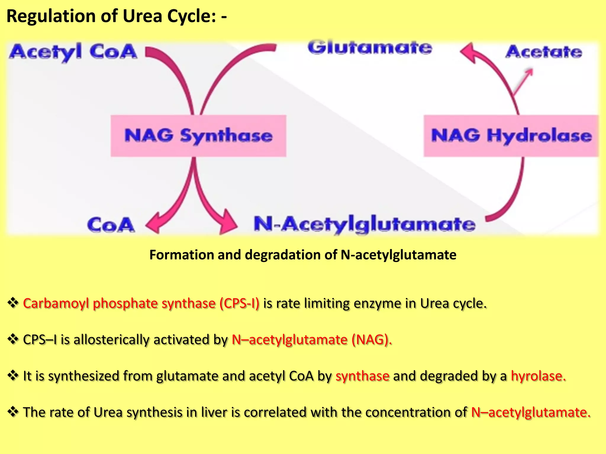 UREA CYCLE | PDF | Endocrine and Metabolic Diseases | Diseases and ...