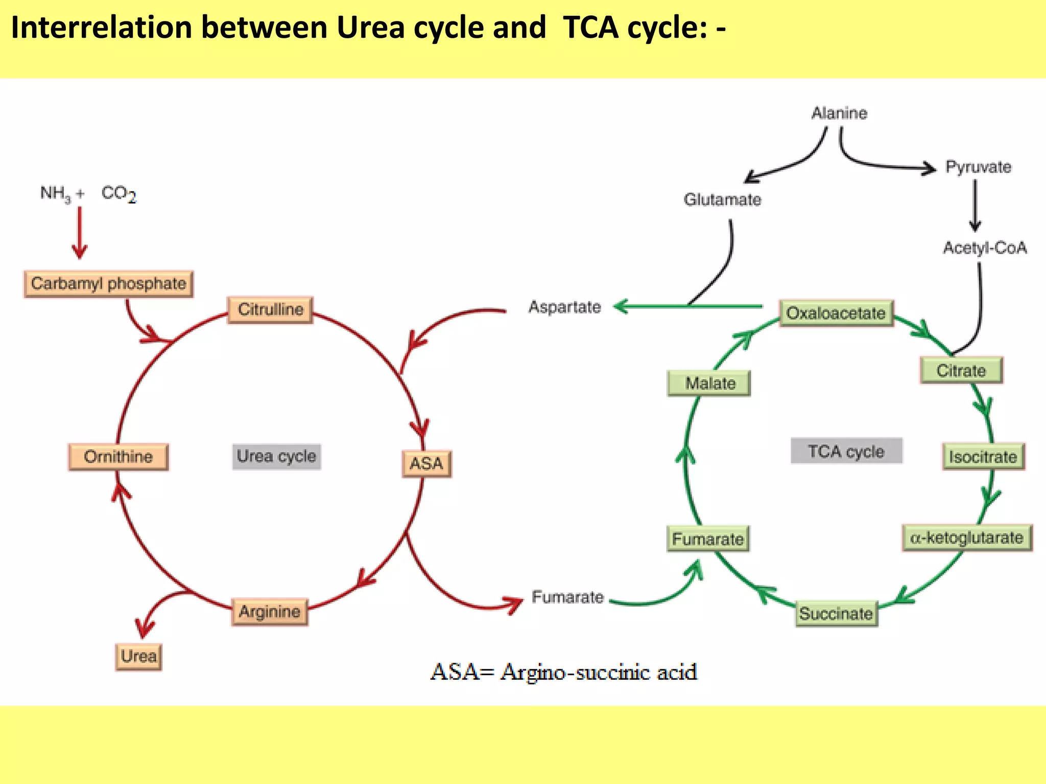 UREA CYCLE | PDF