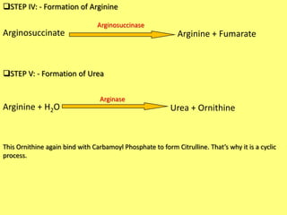 UREA CYCLE | PDF