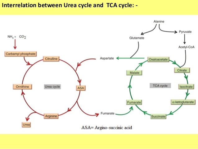 urea cycle pptx