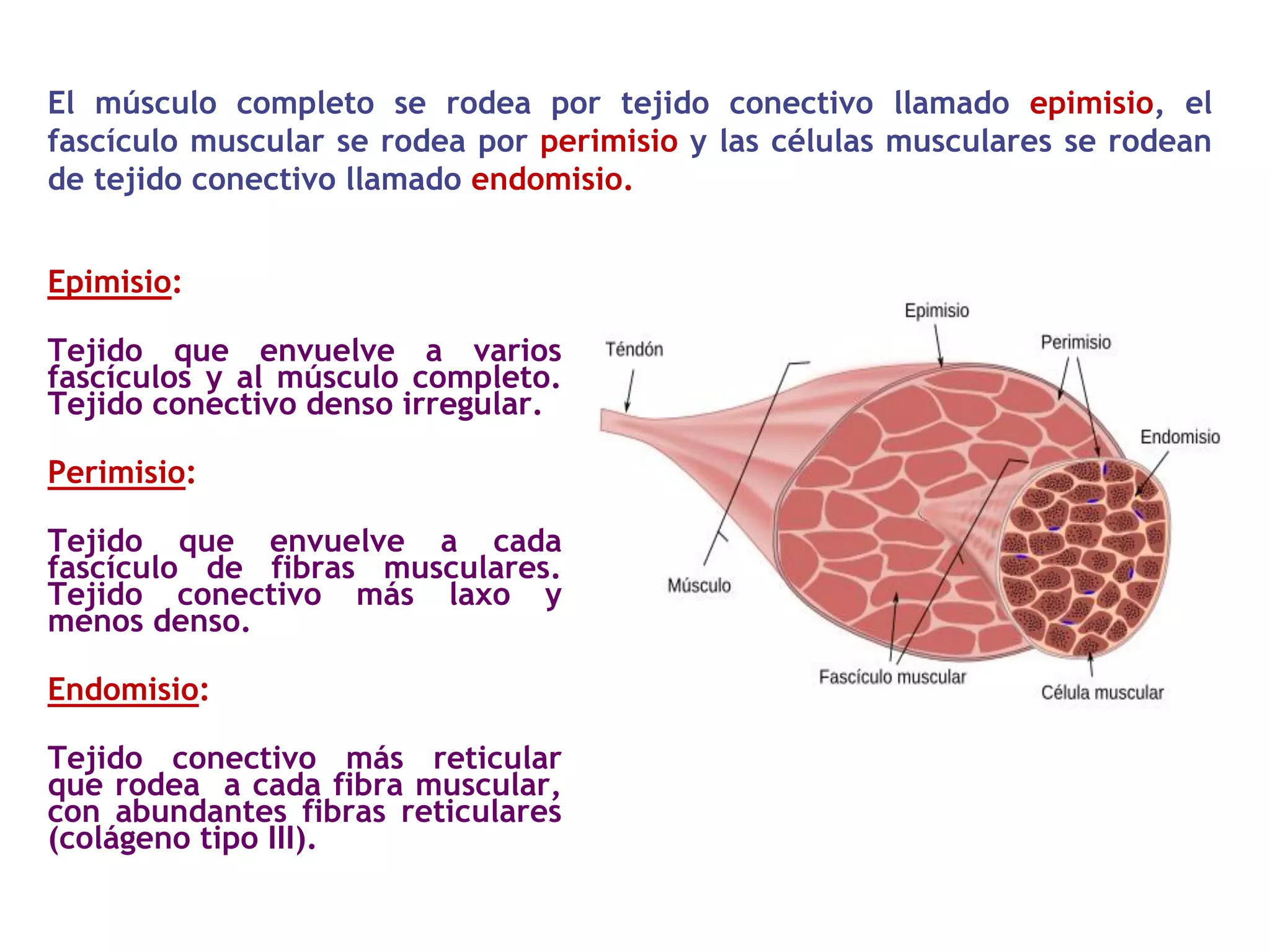 7a Clase Tejido Muscular.pdf | Heart and Cardiovascular Diseases ...