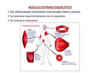 7a Clase Tejido Muscular.pdf