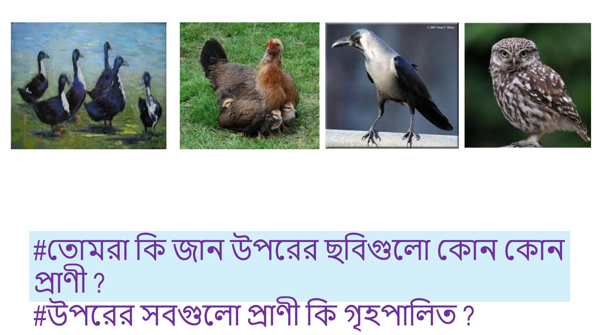 Chicken rearing practices and methods.pptx