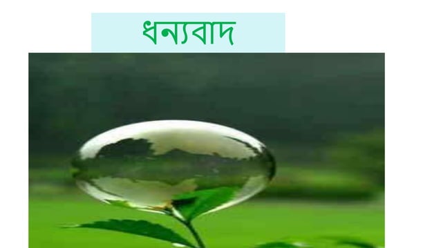 Chicken rearing practices and methods.pptx