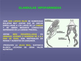 Anatomía y Fisiología de las abejas-convertido | PPTX