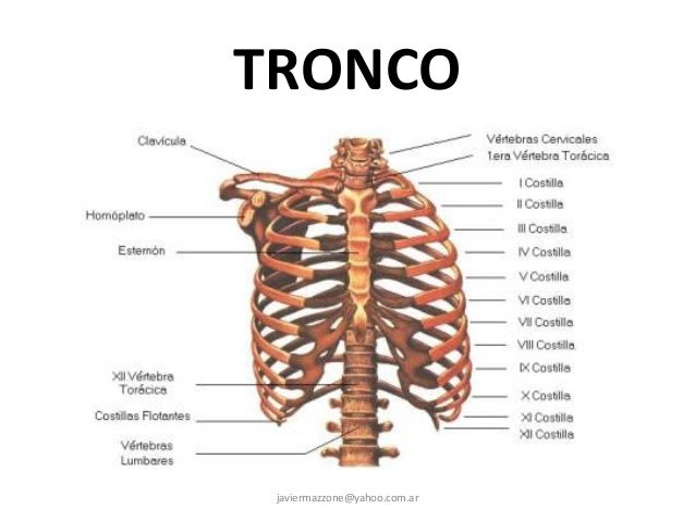 ANATOMIA DEL CUERPO HUMANO