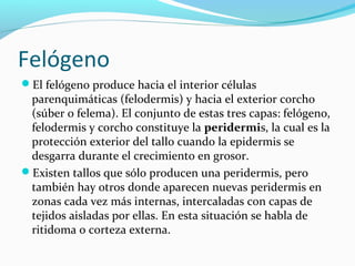 anatomía del tallo | PPT