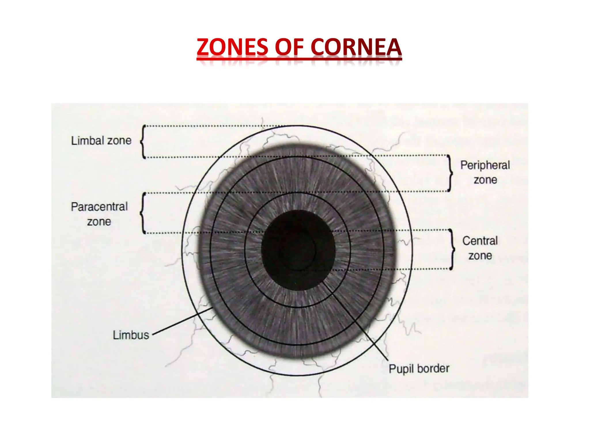 Ophthalmology anatomy of cornea Final.ppt
