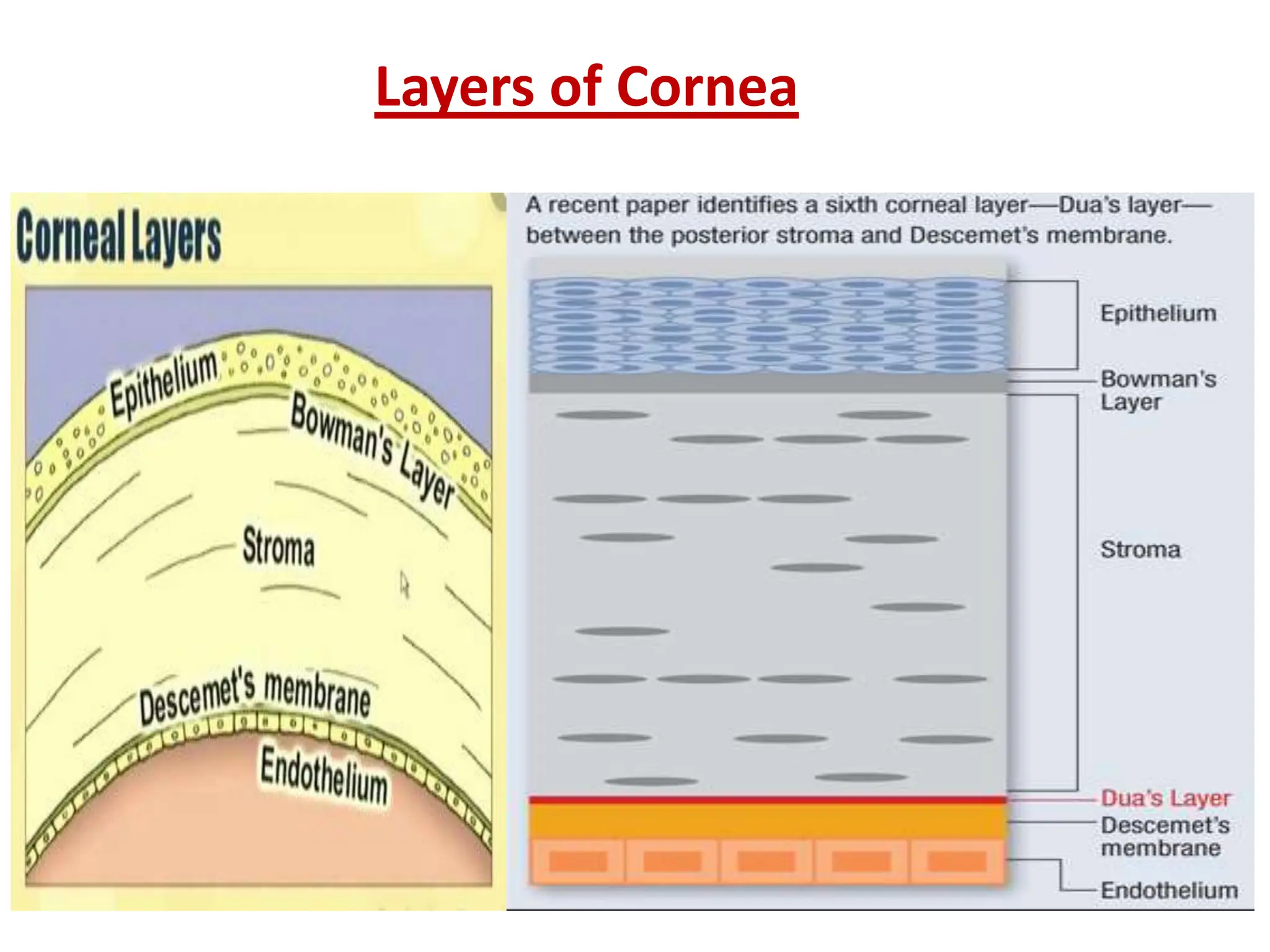 Ophthalmology anatomy of cornea Final.ppt