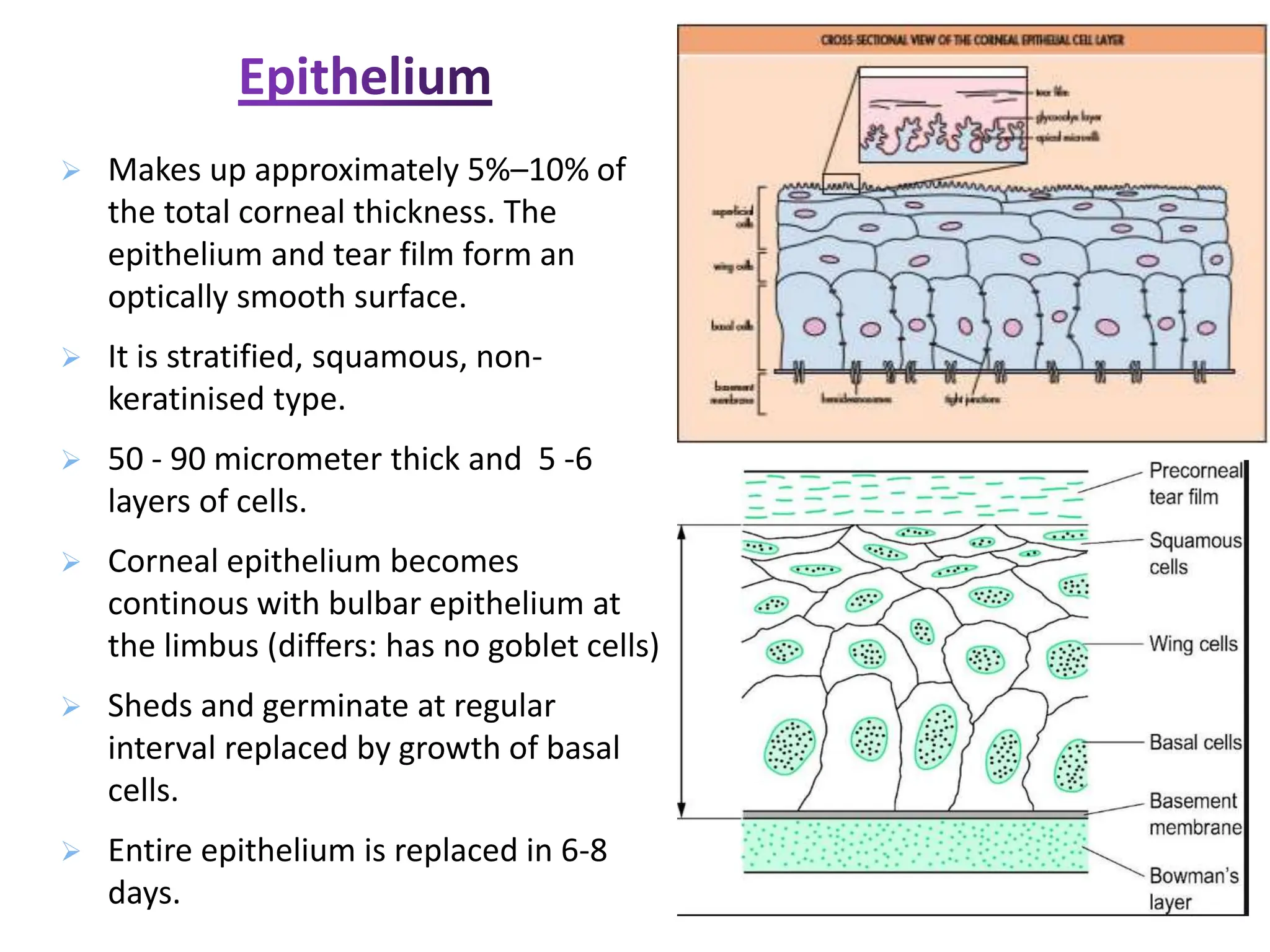 Ophthalmology anatomy of cornea Final.ppt