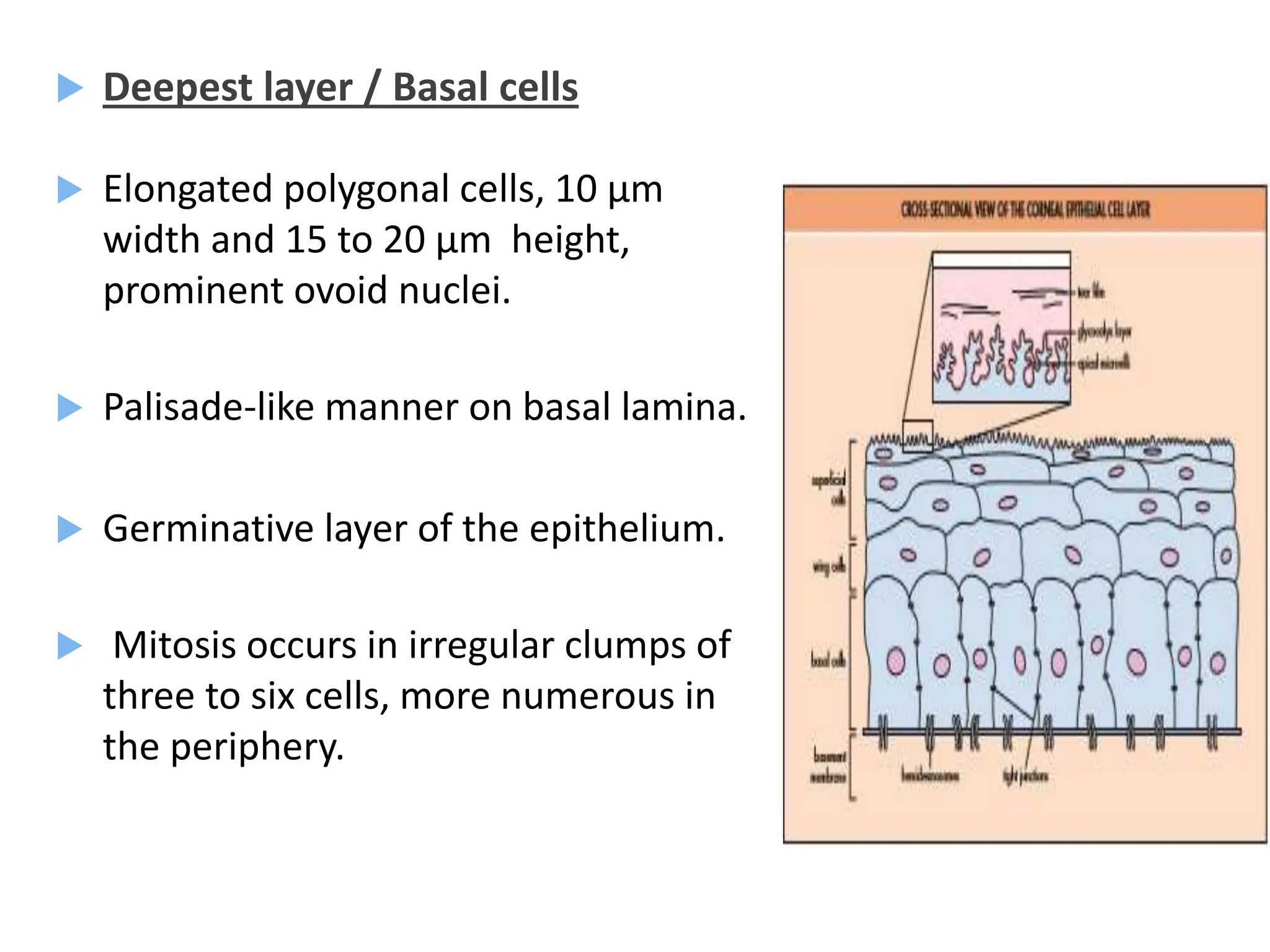 Ophthalmology anatomy of cornea Final.ppt