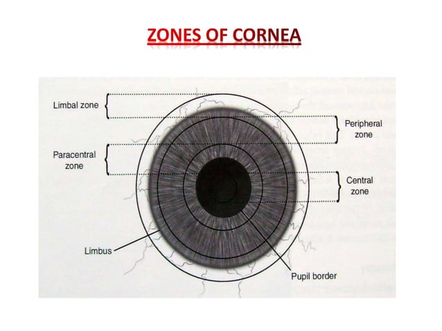 Ophthalmology anatomy of cornea Final.ppt