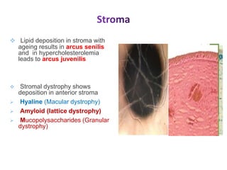 Ophthalmology anatomy of cornea Final.ppt