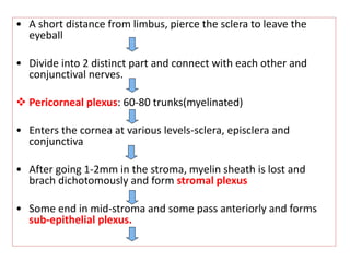 Ophthalmology anatomy of cornea Final.ppt