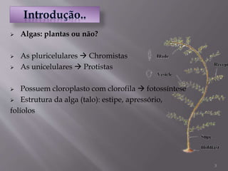 7 ano Classificação das plantas | PPTX