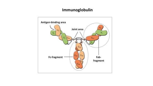 7 Antibodies.pdf basic concepts categories immunoglobulin | PPT