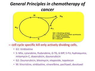 Chemotherapy Drugs And Cell Cycle