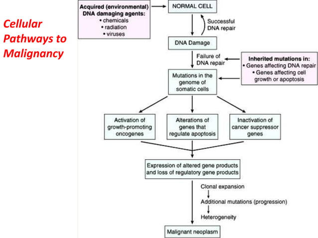 Anticancer drugs 1 introduction and classification