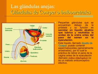 Aparato Reproductor | PPT