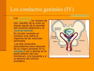Anatomia del aparato reproductor femenino y masculino | PPT