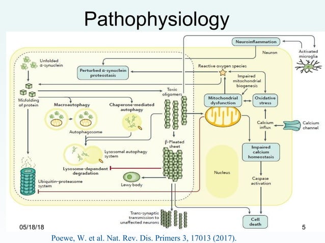 screening model for parkinsons disease | PPT | Brain and Nervous System ...