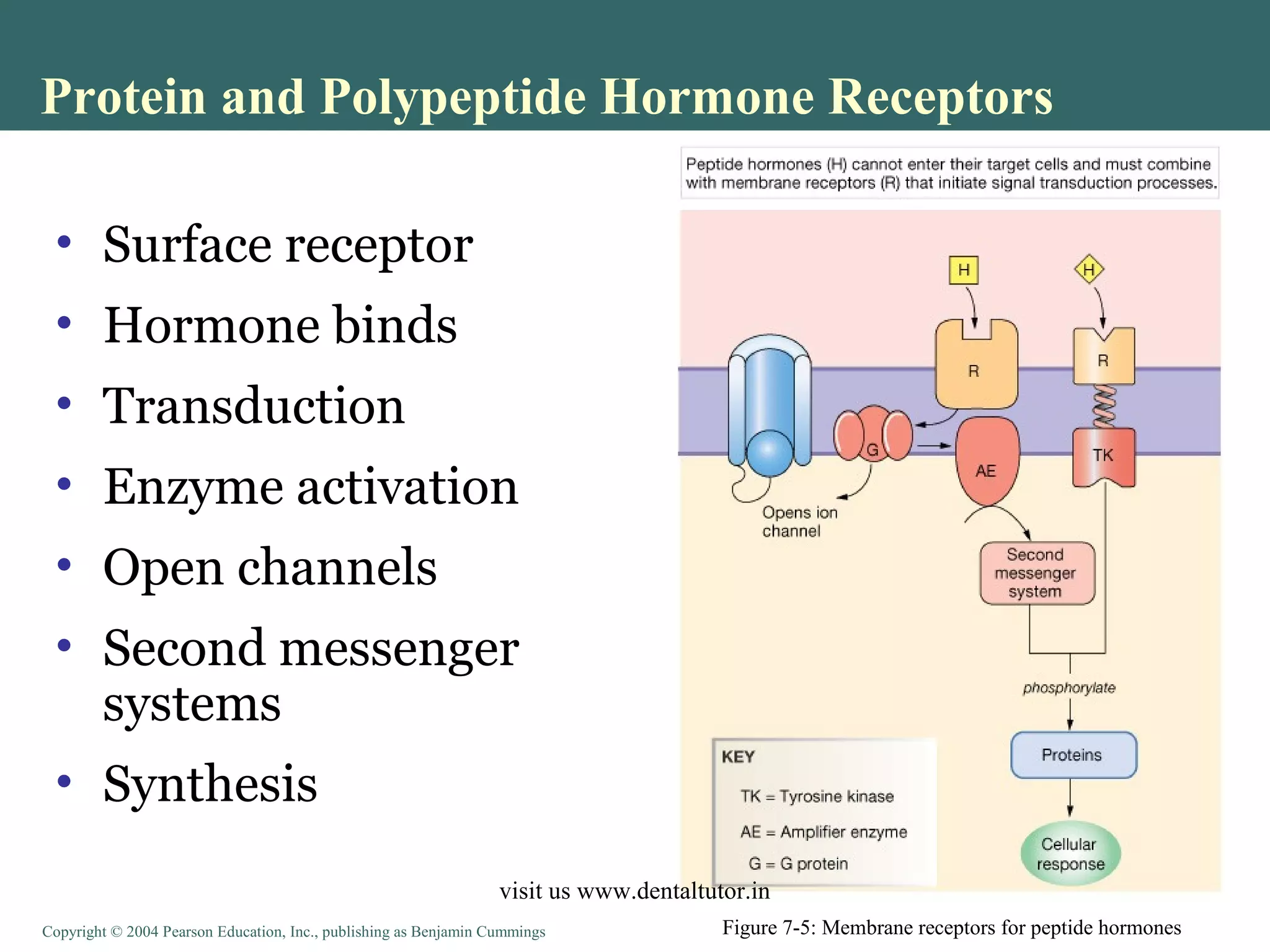 The endocrine system | PPT