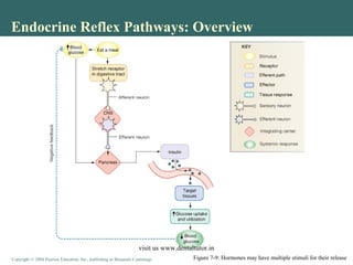 The endocrine system | PPT