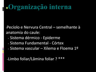 7_AULA_TERICA_-_ANATOMIA_FOLIAR.2025.pdf