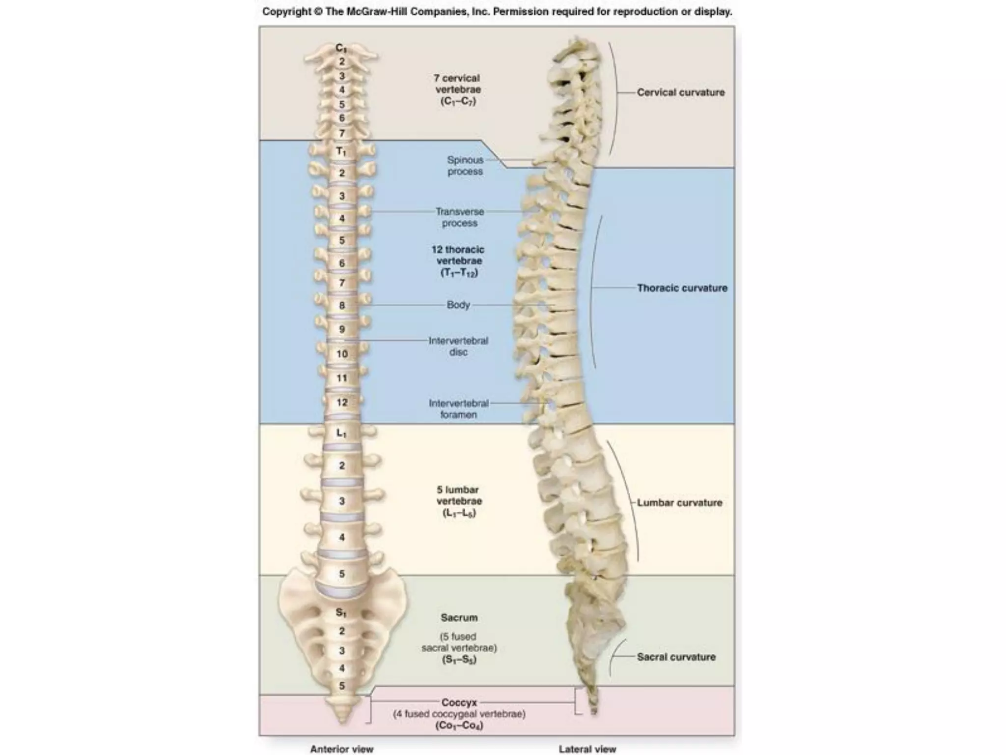 vertebral column or back bone, vertebrae, cervical, thoracic, lumbar ...
