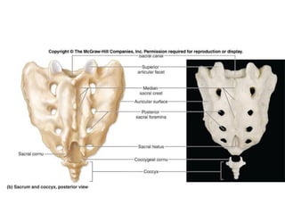 vertebral column or back bone, vertebrae, cervical, thoracic, lumbar ...