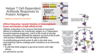 7 B-cell activation immunity adaptive pptx | PPT
