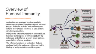 7 B-cell activation immunity adaptive pptx | PPT
