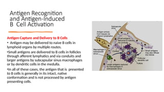 7 B-cell activation immunity adaptive pptx | PPT
