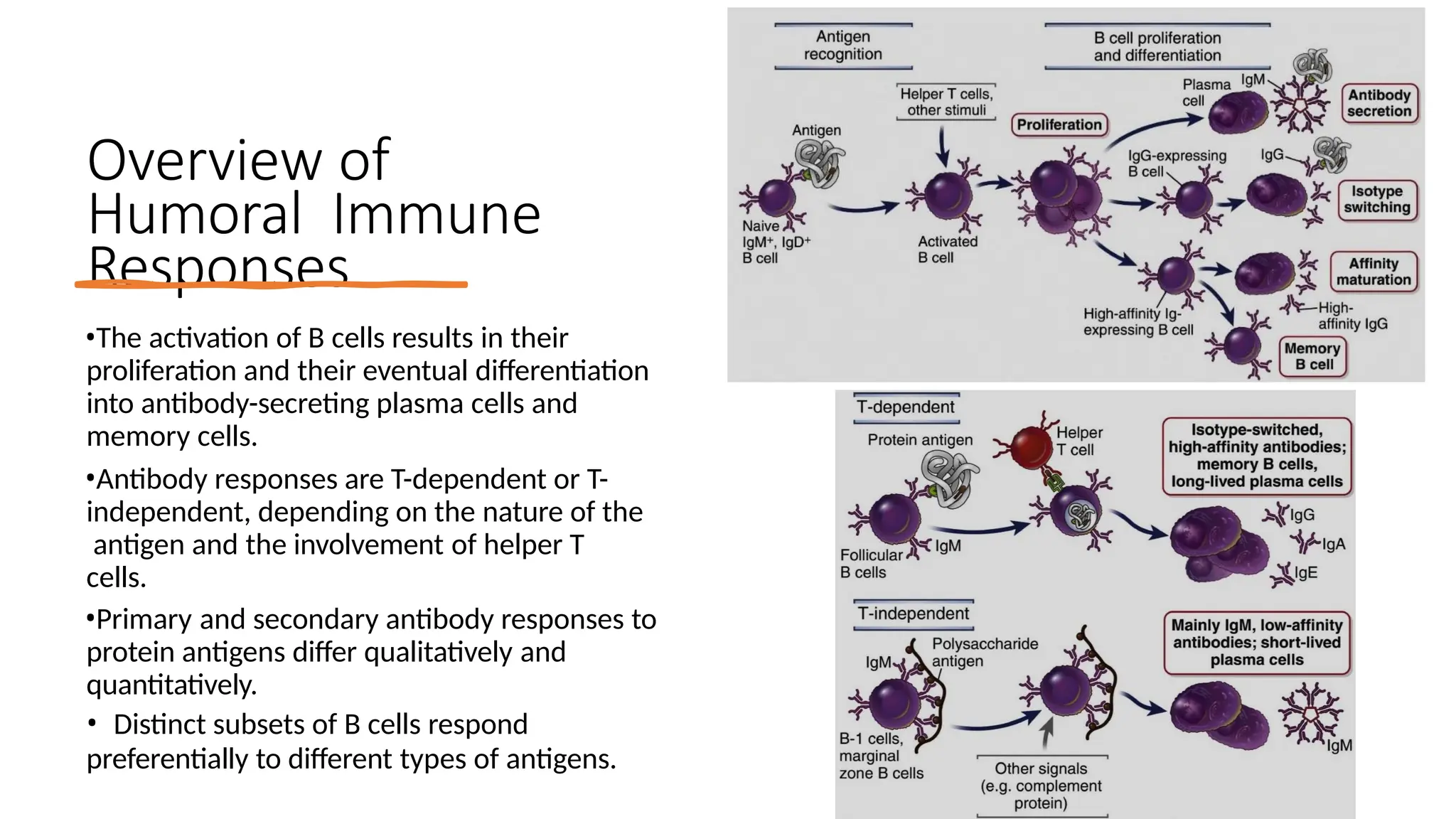 7 B-cell activation immunity adaptive.pptx