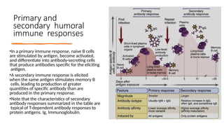 7 B-cell activation immunity adaptive.pptx