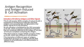 7 B-cell activation immunity adaptive.pptx
