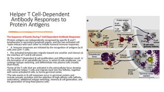 7 B-cell activation immunity adaptive.pptx