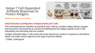 7 B-cell activation immunity adaptive.pptx