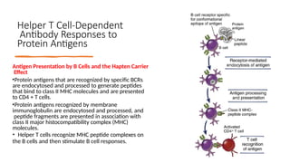 7 B-cell activation immunity adaptive.pptx