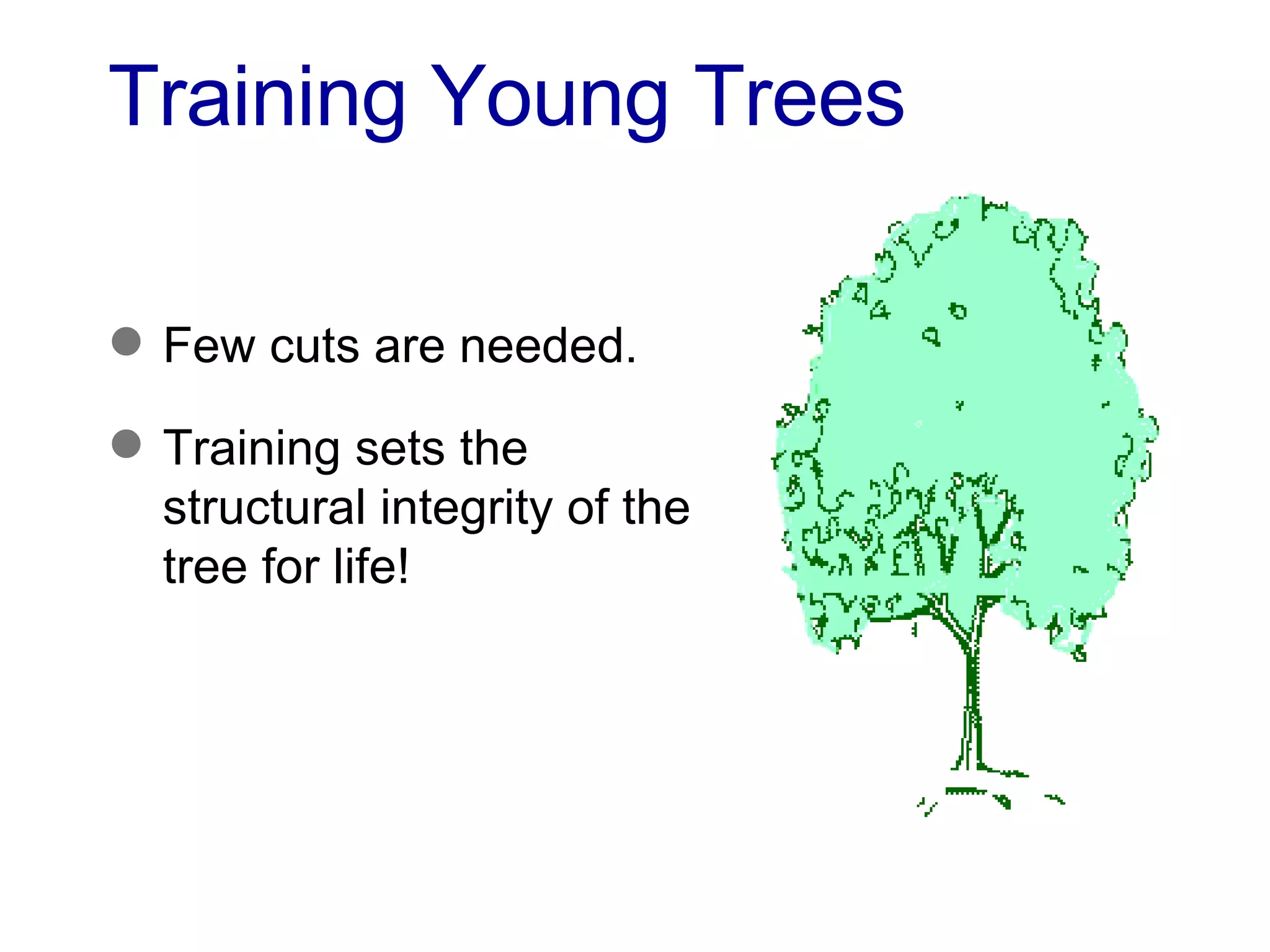 7b Pruning Young Trees | PPT